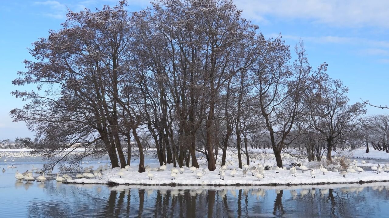 Japan Niigata 4426 Lake Hyoko – Solo Collections